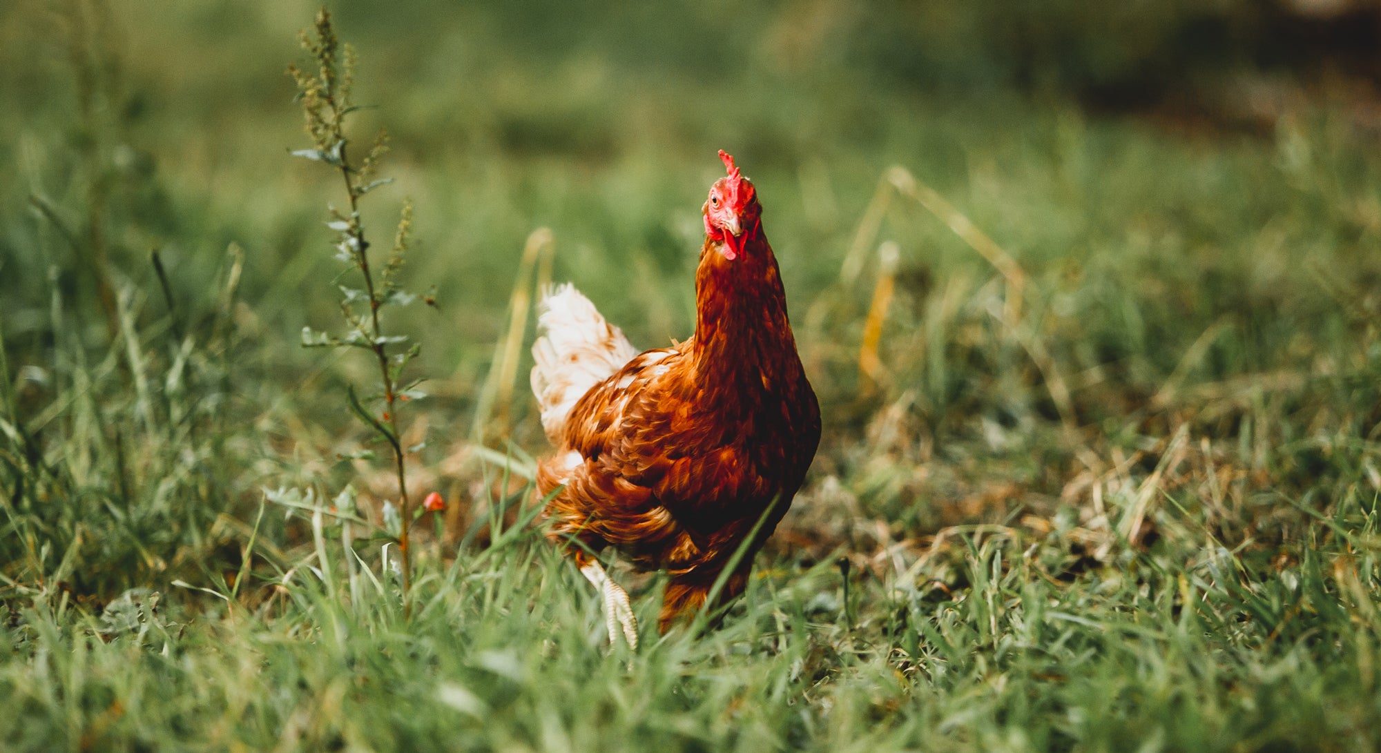 Beco | Impact | Farm to Bowl Traceability
