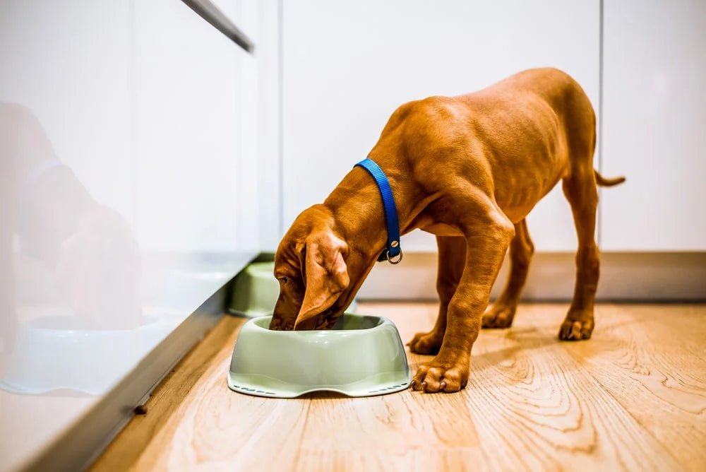 Is My Dog Underweight? 7 Tips to Help Them Gain Weight Safely – Beco