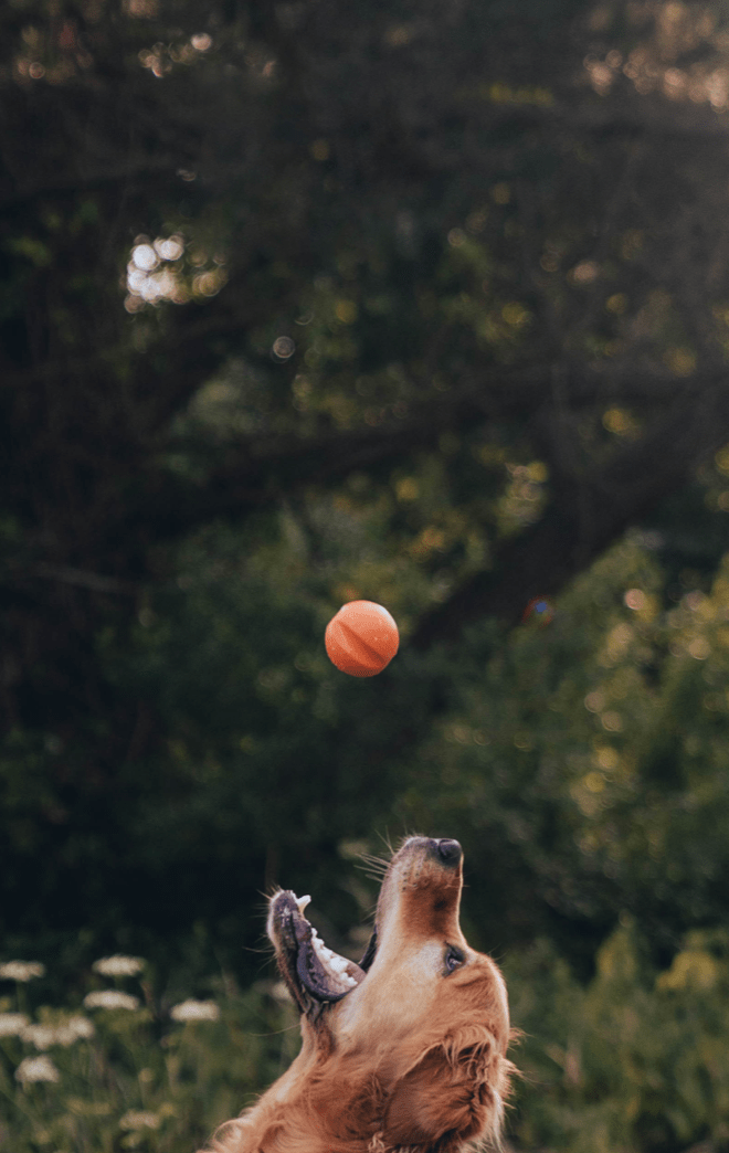 BECO - Love your dog, love our planet – Beco