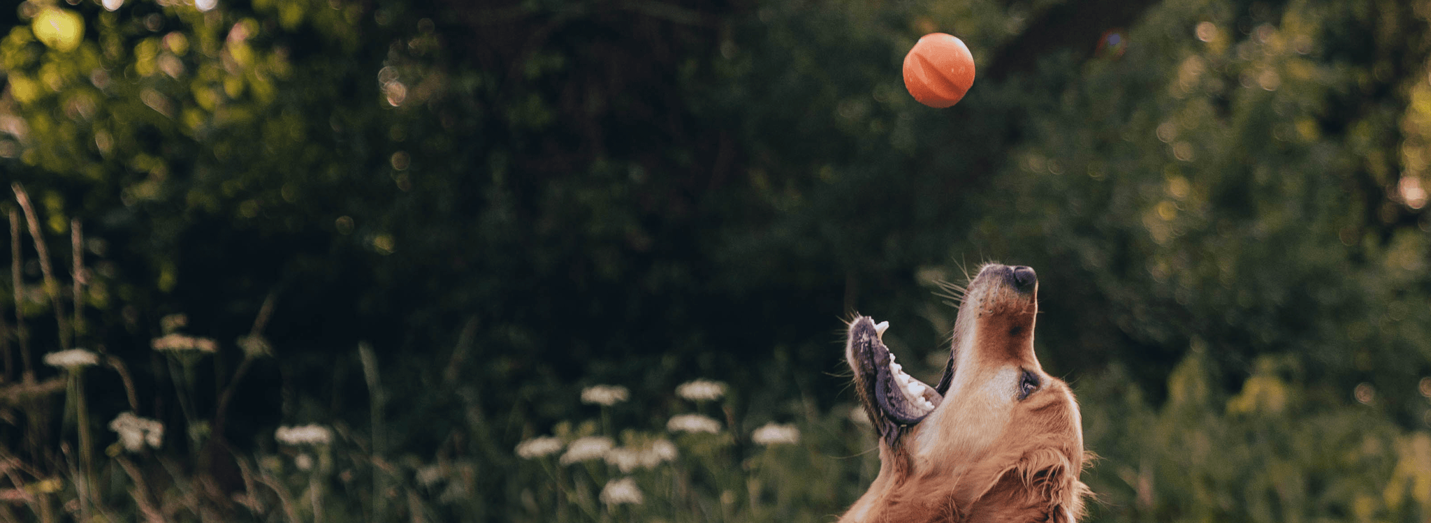 BECO - Love your dog, love our planet – Beco