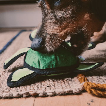 Spider Dog Toy | Squeaky & Durable – Beco