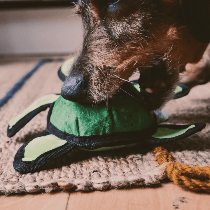 Sloth Dog Toy | Squeaky & Durable – Beco