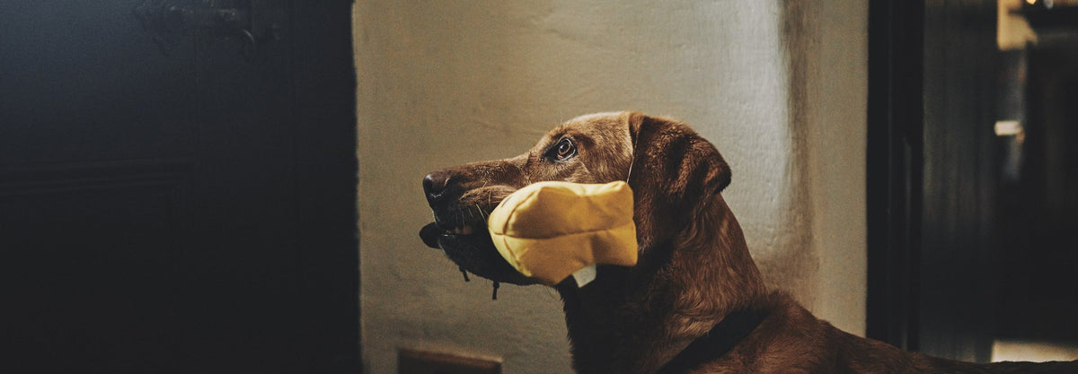 Recycled Soft Teddy | BECO - Love your dog, love our planet – Beco