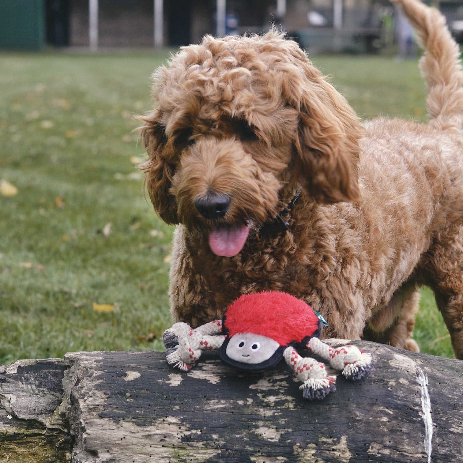Spider Dog Toy | Squeaky & Durable – Beco